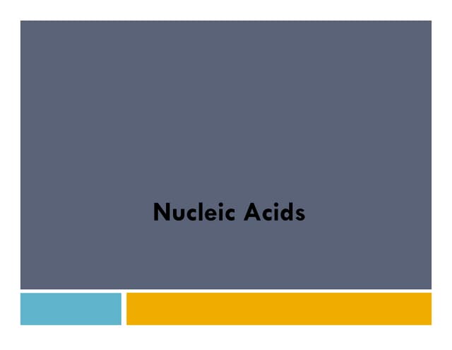Biochemistry lecture notes nucleic acids | PDF