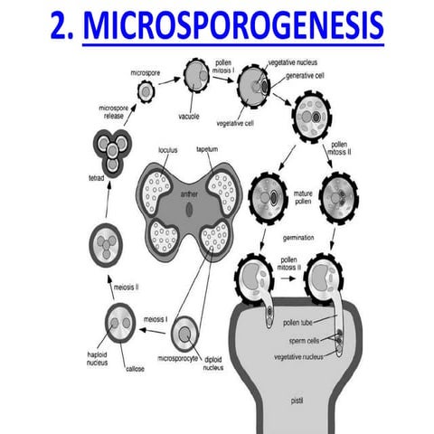 Microsporogenesis