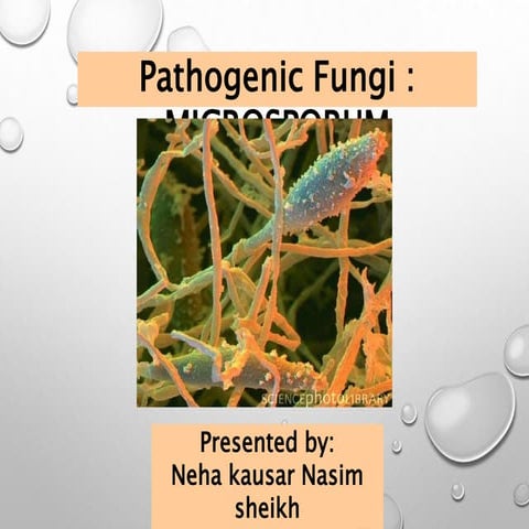 Dermatophytes:Microsporum, Trichophytom, Epidermophyton | PDF