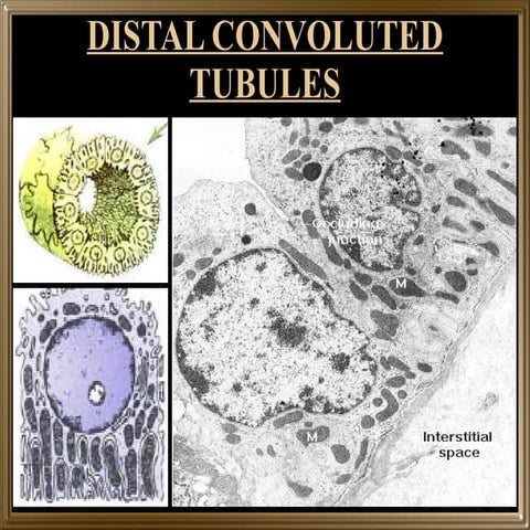 Microstructure of kidney and ureter part 2 | PPT