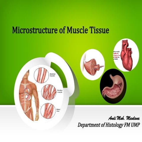 Microstructure_of_Muscle_Tissue_26_11_18.ppt