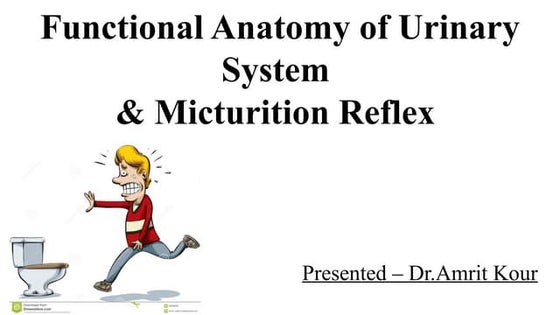 Anatomy of Urethra.pptx