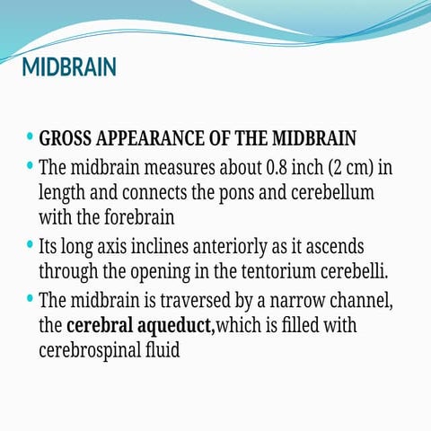 MIDBRAIN basic anatomy and applied aspects. | PPT