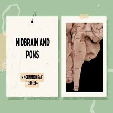 MID BRAIN AND PONS of the brain -CNS mbbs year 1 | PPT