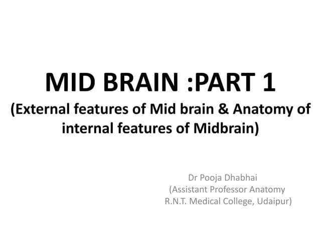 MIDBRAIN basic anatomy and applied aspects. | PPT