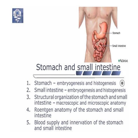 Stomach anatomy and histology | PPTX