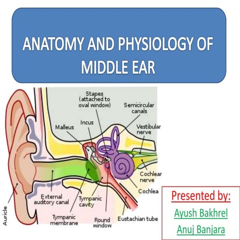 Middle ear anatomy and physiology | PPT