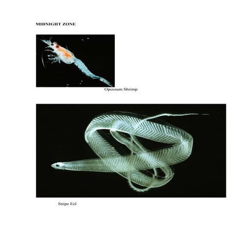 Midnight zone animals | DOCX