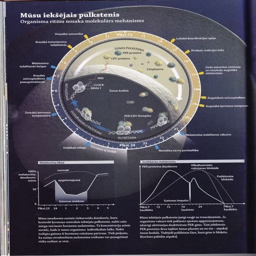 Miega cikls | PDF
