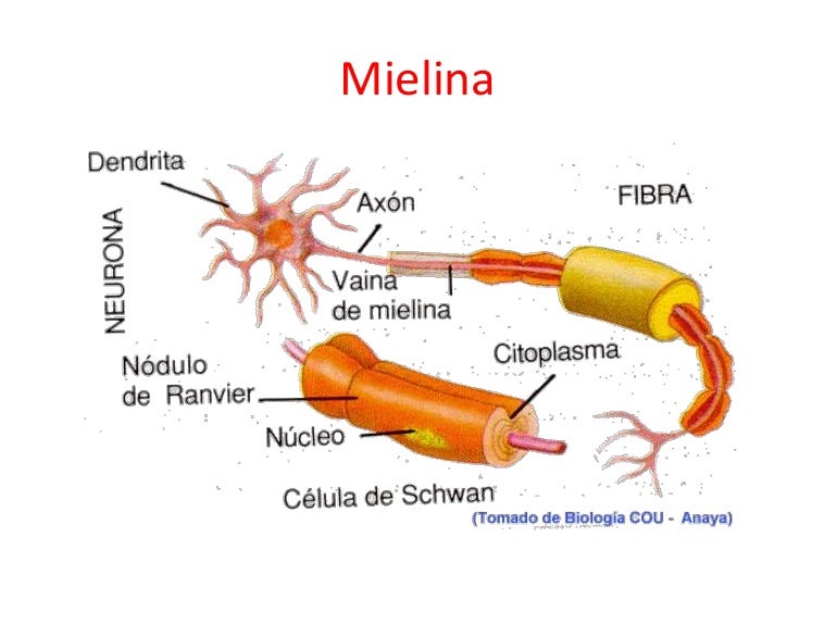 Vaina Mielina Sistema Muscular Anatomia Neuronas Anat