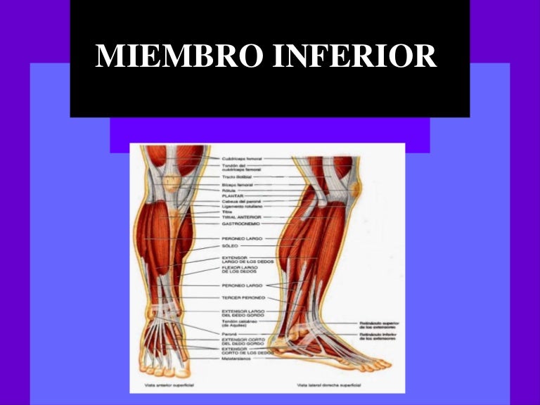 Miembros Inferiores