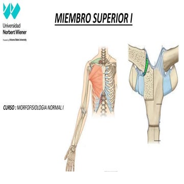 HUESOS DEL MIEMBRO SUPERIOR... | PPTX