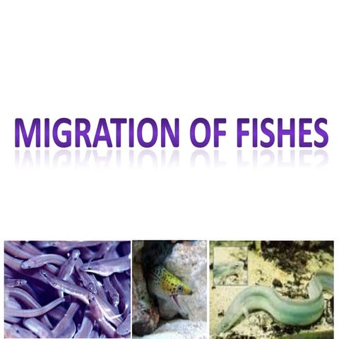 Migration-of-Fishes of fishes migrationa | PDF