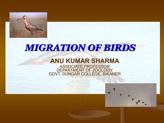 Migration in Birds | PPTX | Birdwatching | Hobbies & Interests
