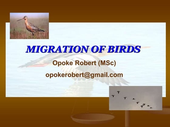 Migration in Birds | PPT