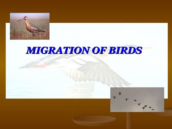 Migration in Birds | PPTX | Birdwatching | Hobbies & Interests