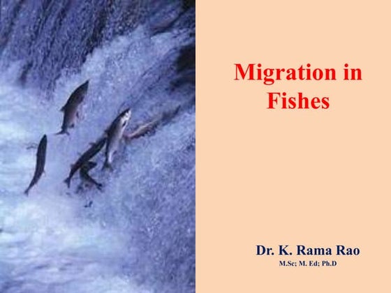 Migration of fishes ppt | PPTX
