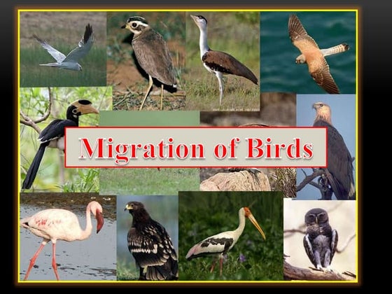 Migration in Birds | PPTX | Birdwatching | Hobbies & Interests