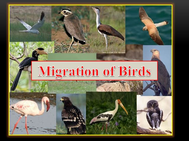 Migration in Birds | PPTX