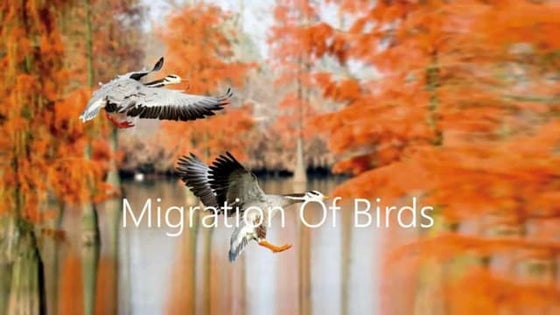 Migration in Birds | PPTX | Birdwatching | Hobbies & Interests
