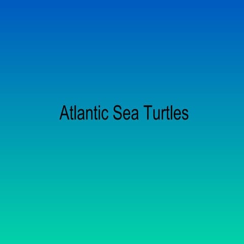 Sea turtles powerpoint | PPT