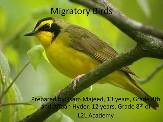 Migration of the birds | PPT