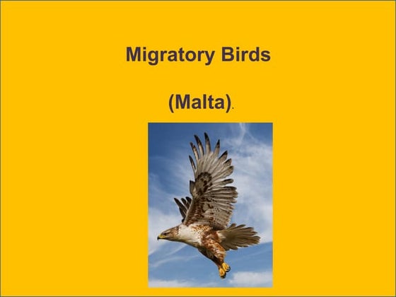Do migratory birds like hot? | PPTX