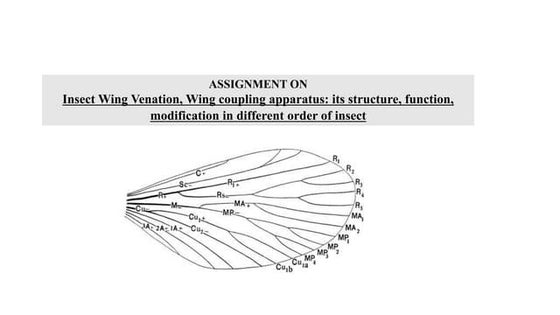 Insect Wings, Structure and their Modifications | PPTX | Birdwatching ...