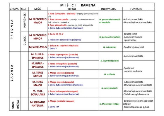 Mišici zadnje strane vrata tabela (3) | PPT