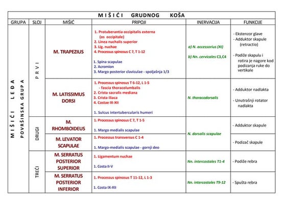 Mišici zadnje strane vrata tabela (3) | PPT