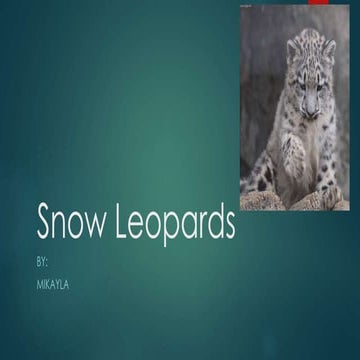 Snow Leopards | PPTX