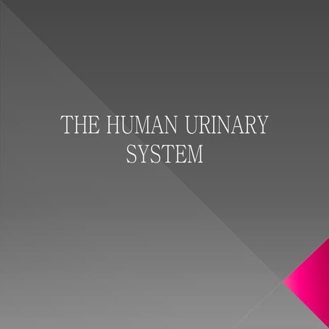 The human urinary system | PPTX | Biological Sciences | Science