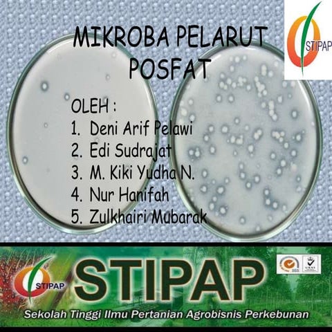Mikroba pelarut posfat | PPTX