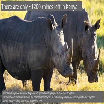 Rhinos in Kenya: A Story of Survival, Conservation, and the Fight ...