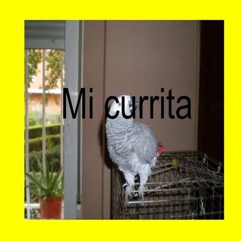 Animales herbívoros | DOCX