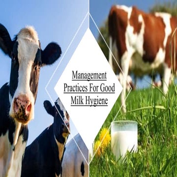 management practices for good milk hygiene | PPTX