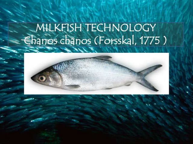 Milkfish culture report | PPTX