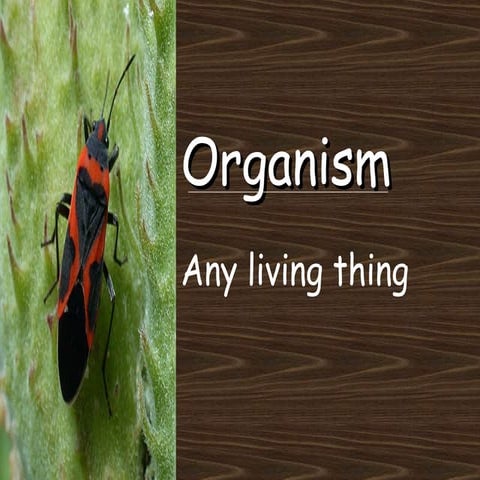 Milkweed Observations | PPT