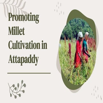 Millet Cultivation RAC.pptx