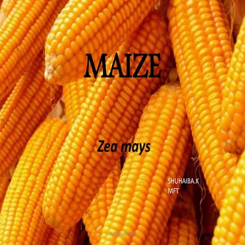 Maize and Millets | PPTX