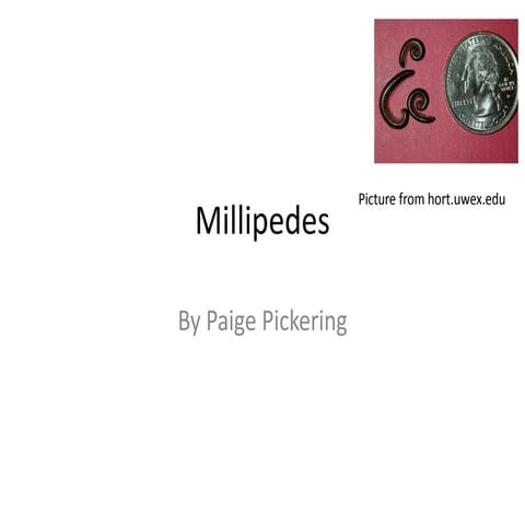 Millipedespaige | PPTX