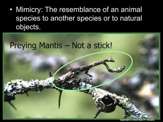 Mimicry (Evolutionary Biology) | PPTX | Reptiles | Pets