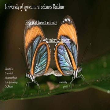 Mimicry in insects (gak).pptx