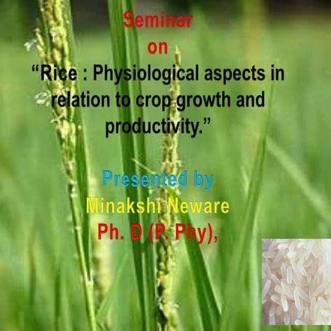 Morphology_and_growth_stages_of_Rice[1].pptx