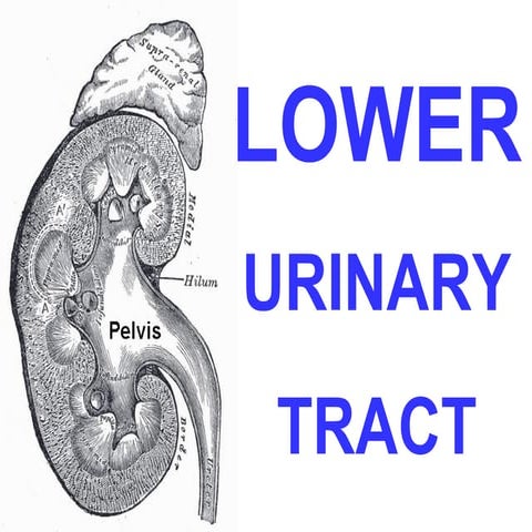 Minarcik robbins 2013_ch21-lower_ut | PPT
