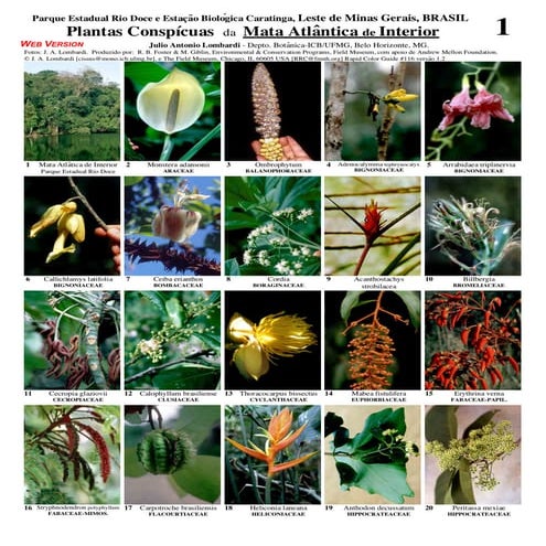 Minas gerais - mata atlantica [atlantic forest] conspicuous plants ...