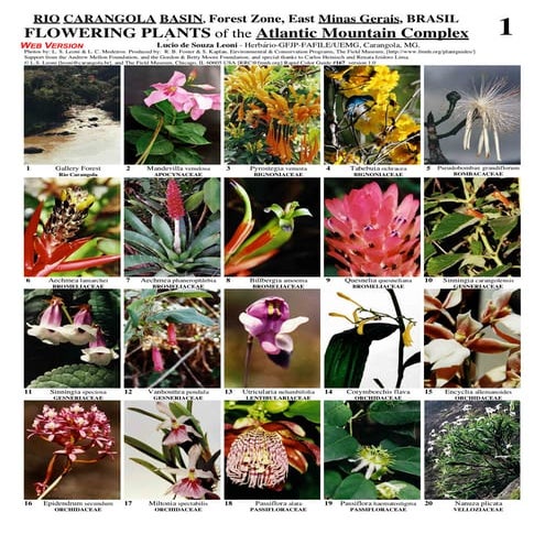 Minas gerais (east) -atlantic mountain complex flowering plants | PDF