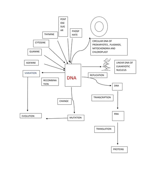 Chromosomes Concept Map