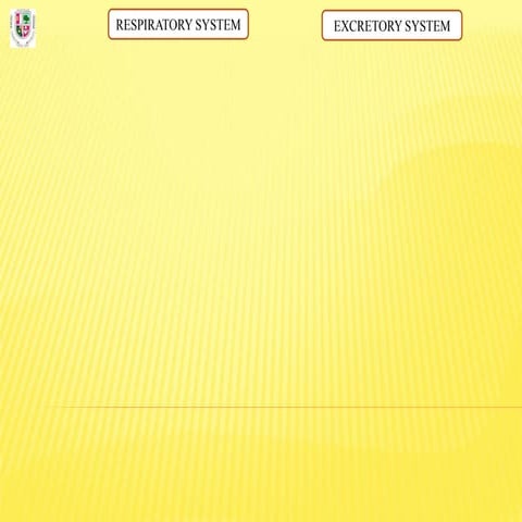 Mindmap. RESPIRATORY & EXCRETORY SYSTEM | PDF
