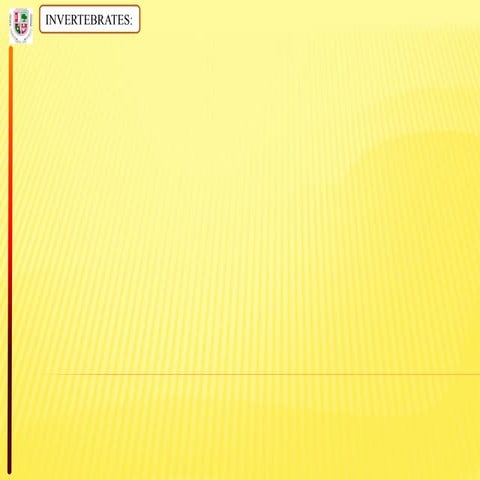 Mind map. invertebrates. | PDF